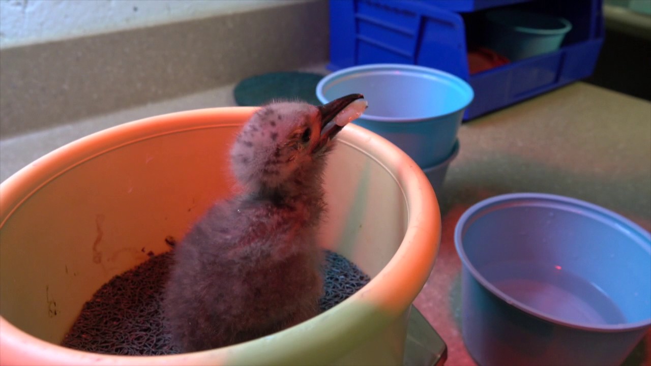 Inca tern chick is being hand-raised - YouTube