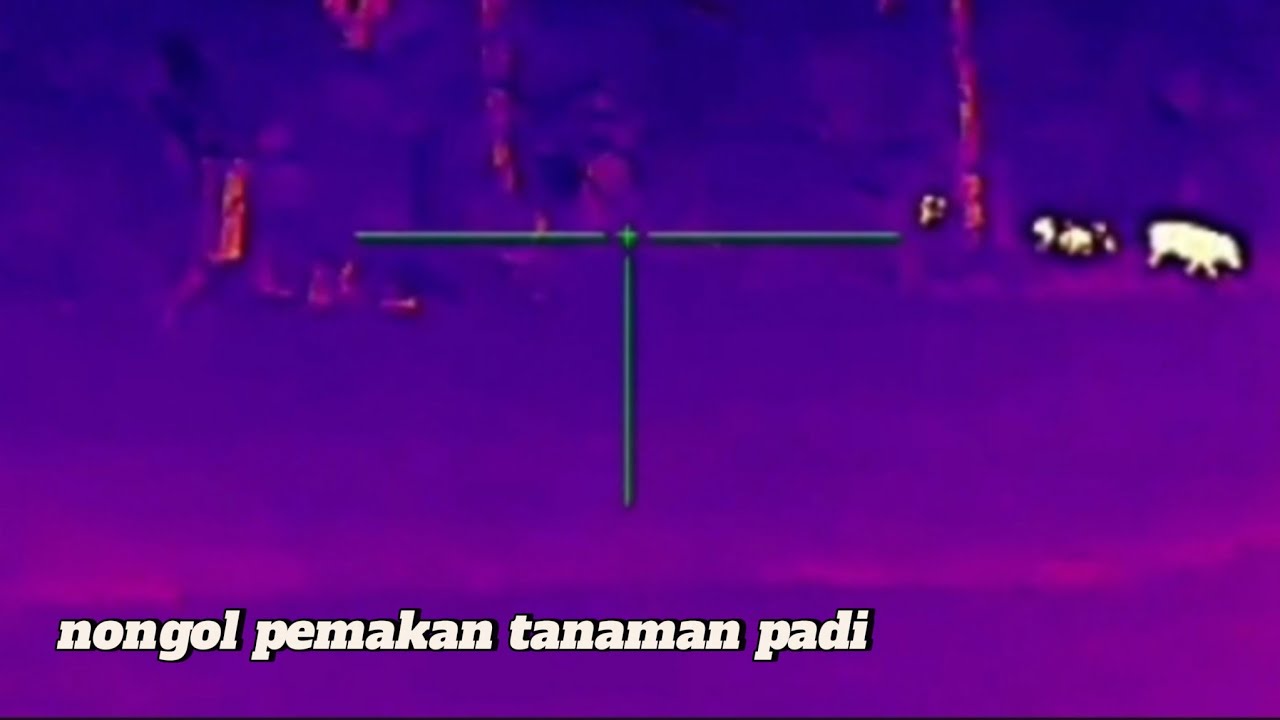 berburu babi hutan (tunggu pemakan tanaman padi) - YouTube
