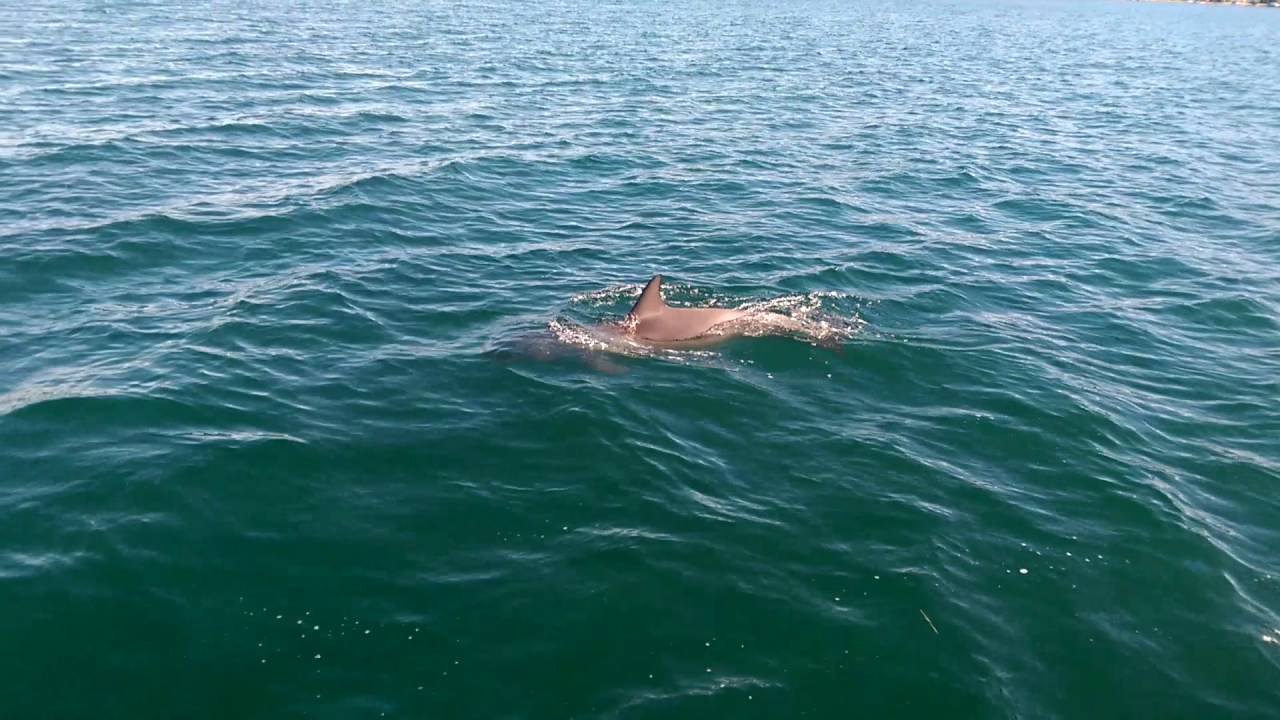 Dolphin in Lake Macquarie - YouTube