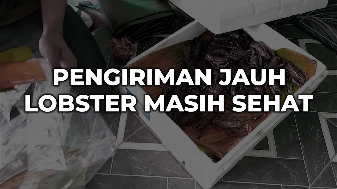 Proses Pasang Kolam Lobster Minimalis di Tempat Mitra # ...
