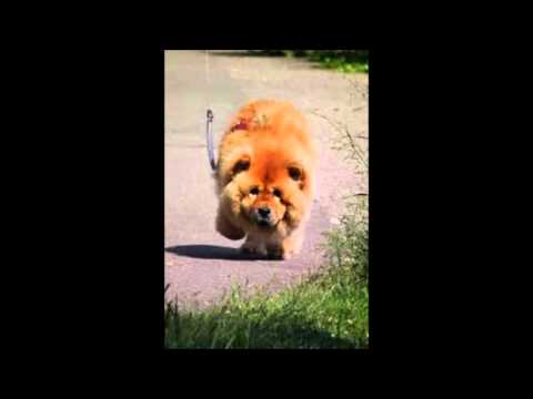 süper köpekler :D :D :D