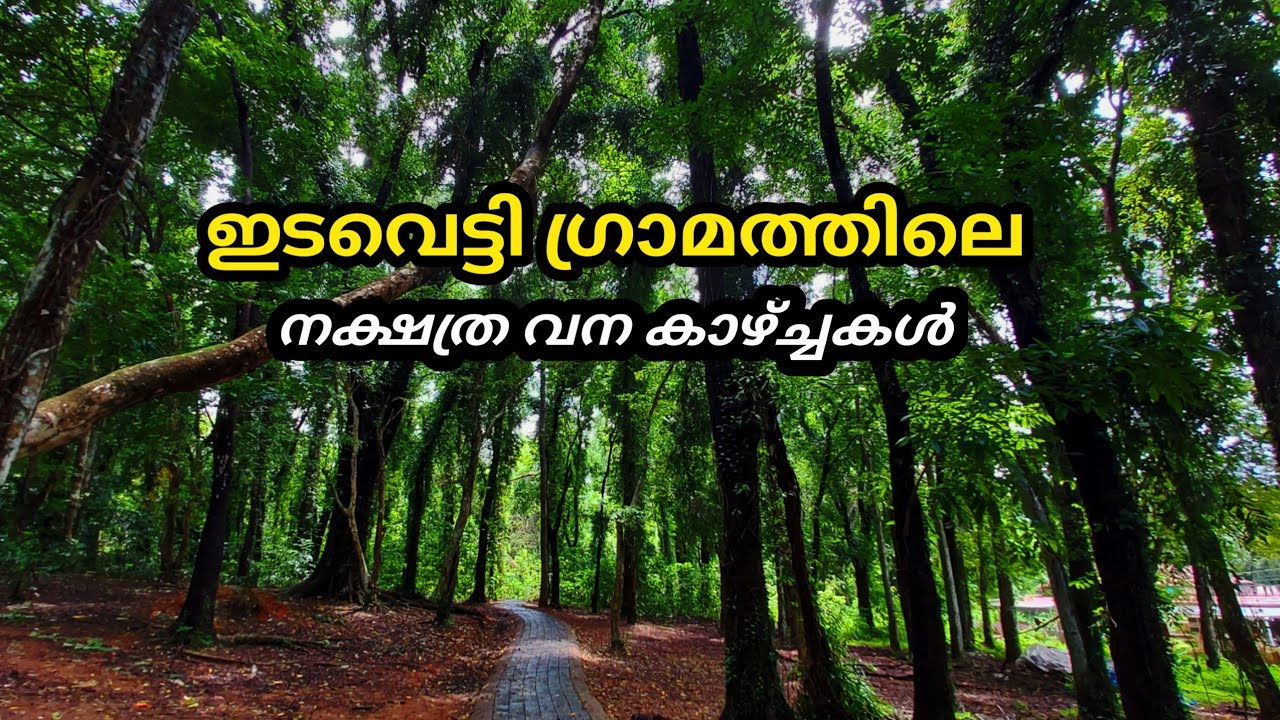 ഇടവെട്ടി ഗ്രാമത്തിലെ നക്ഷത്രവന കാഴ്ച്ചകൾ | Edavetty Forest | Thodupuzha ...