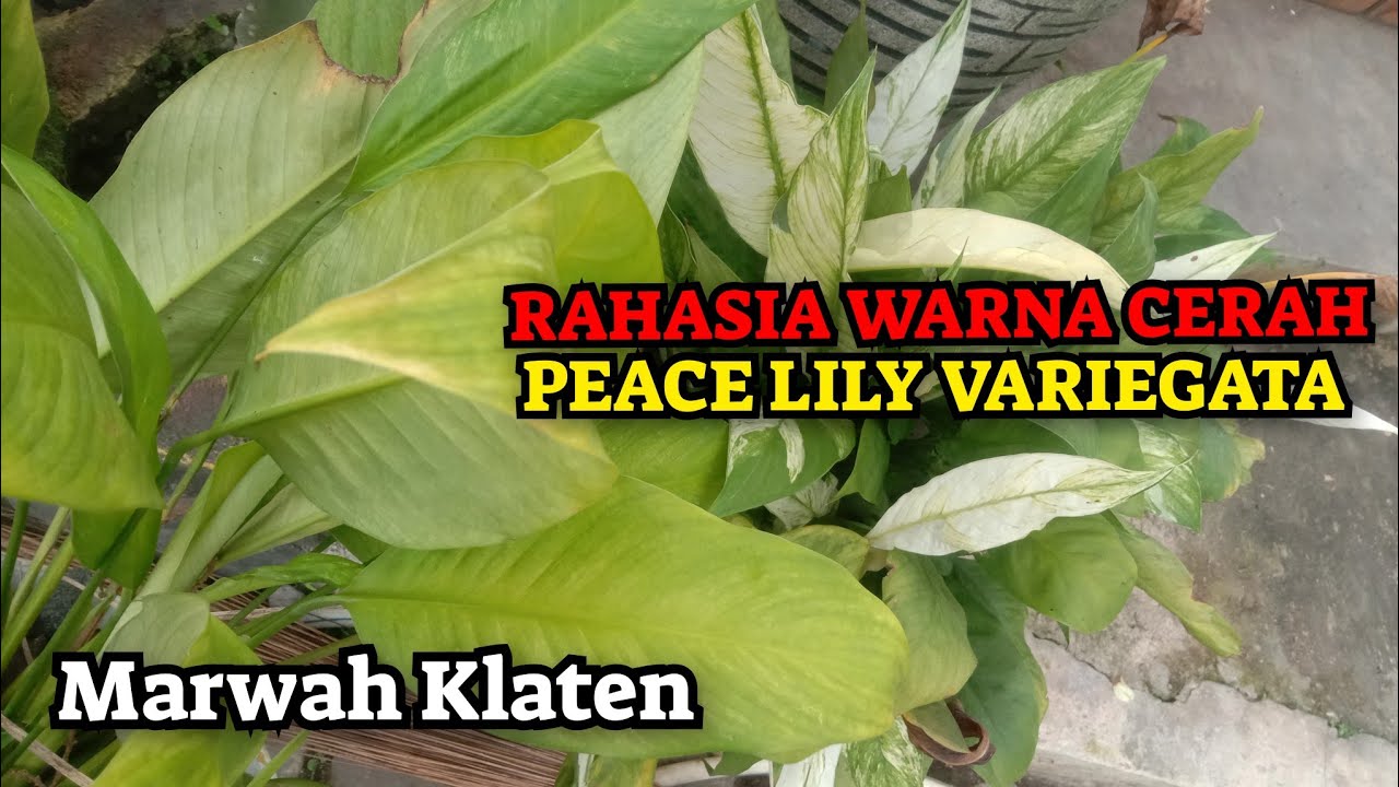 Rahasia Warna Putih Pada Peace Lily Variegata - YouTube