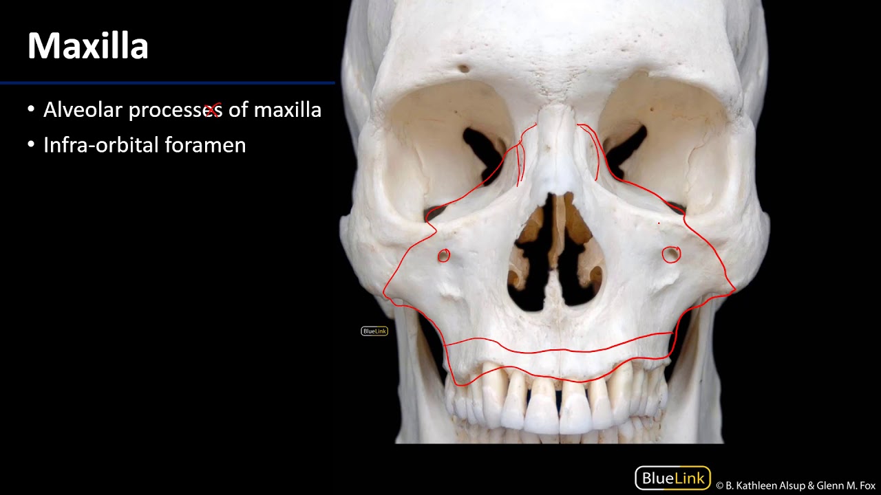 Face - Osteology - YouTube