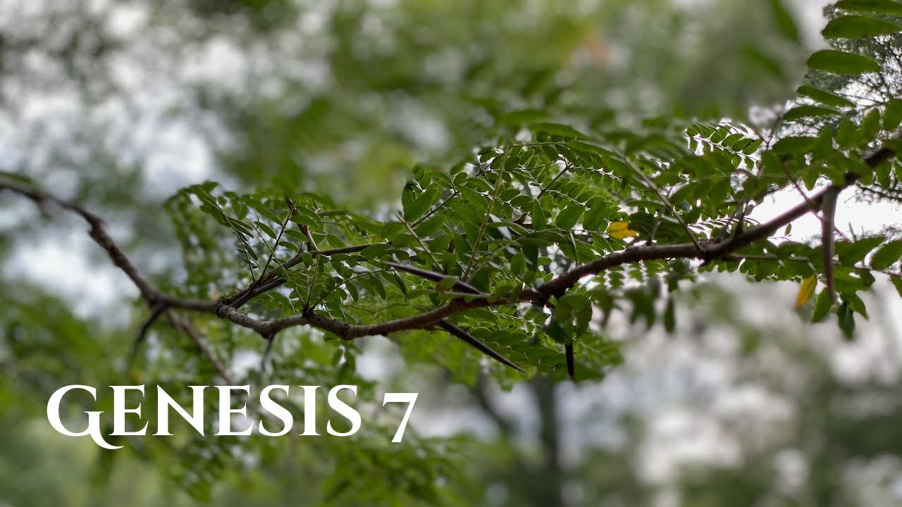 Genesis - Chapter 7 - YouTube