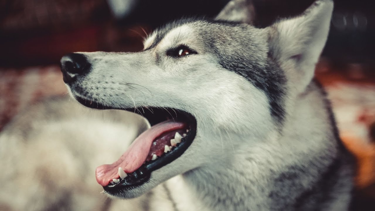 Delicious and Nutritious DIY Treats for Your Husky - YouTube