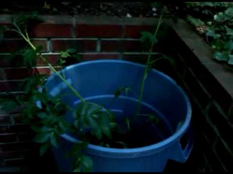 Growing Potatoes in Garbage Can - YouTube