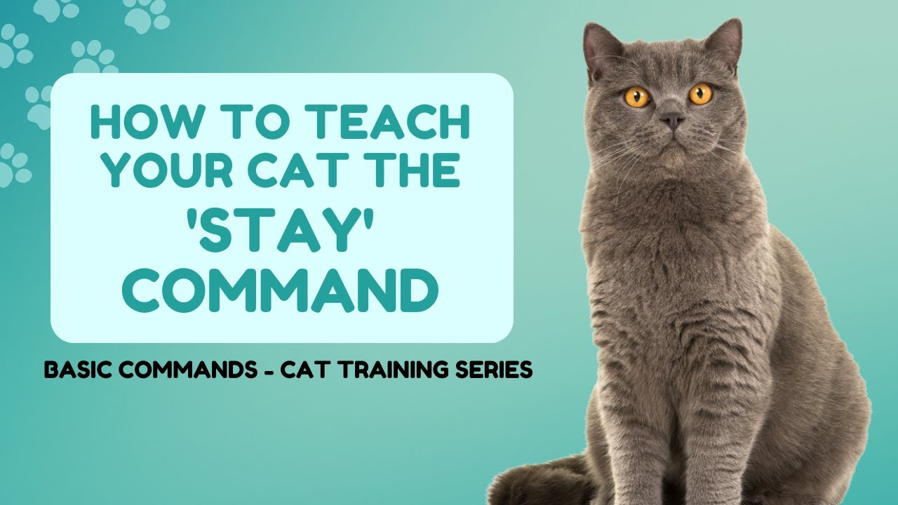 Teach Your Cat the Perfect Stay Command | Basic Commands #4 - Cat ...