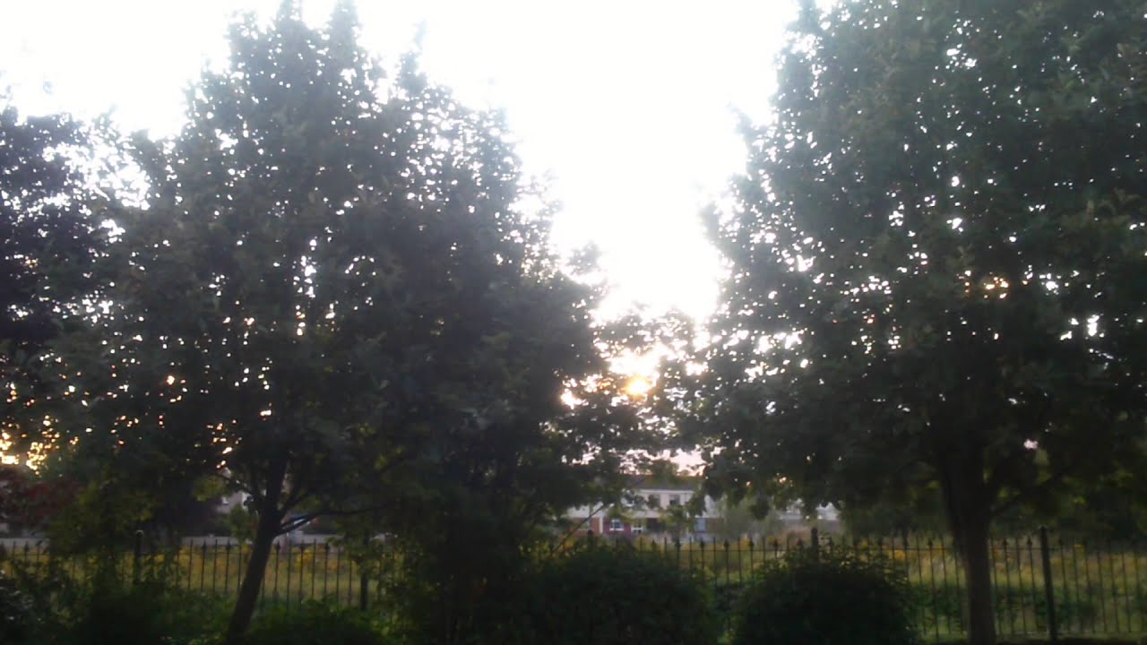 Trees in the breeze creative commons footage - YouTube
