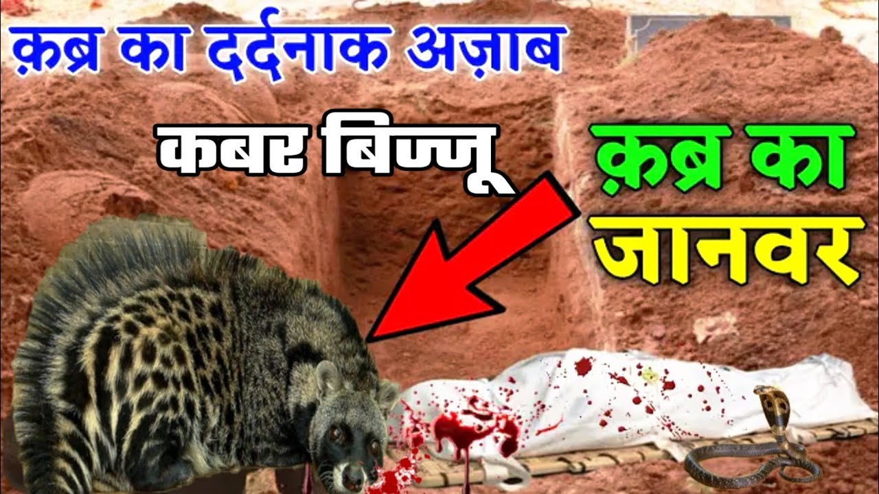 क्रब को खोद कर मांस खाने वाला जानवर (कबर बिज्जू) | The Truth of Common ...