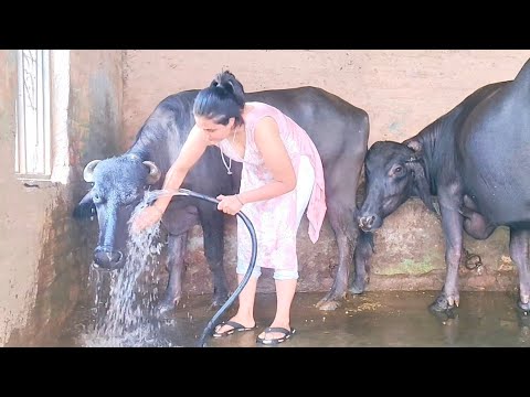 आज नहलाया भैंसों को #buffalomilkingbyhand #cleaning #cleaningvlognew #villagelifestyle #desi #women 