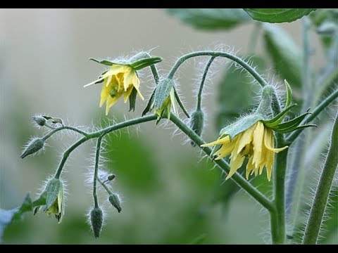 Сотовый поликарбонат ГРИНХАУС-НАНО (часть 2, уход за томатами в первой ...