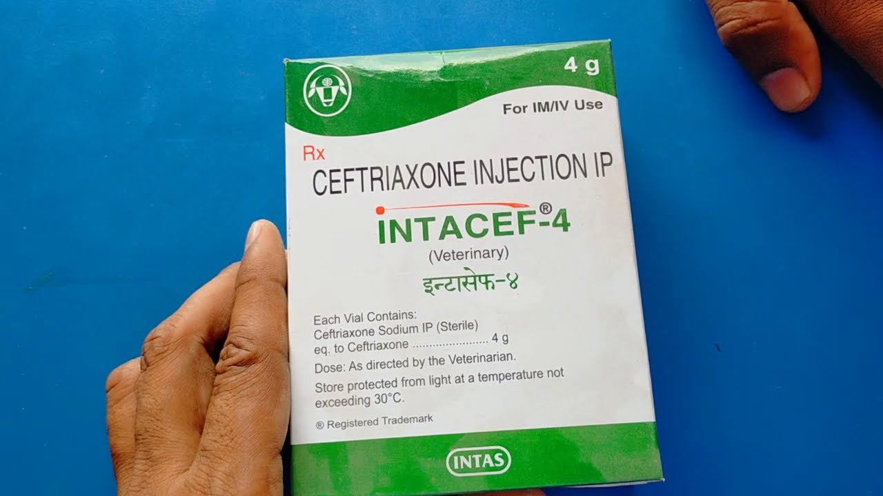 Intacef _4 veterinary medicine list - YouTube