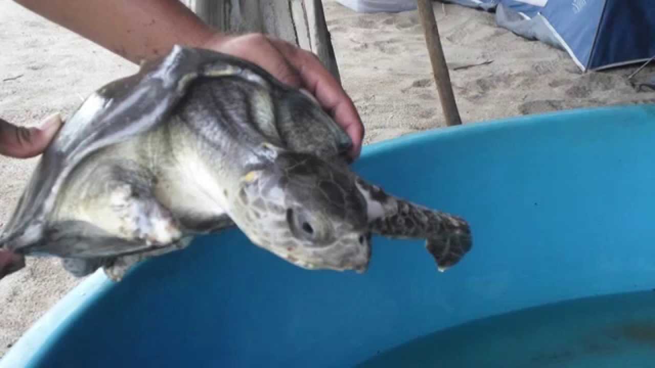Sea Turtle's Prosthetic Flipper/ Tortuga Marina recibe prótesis - YouTube