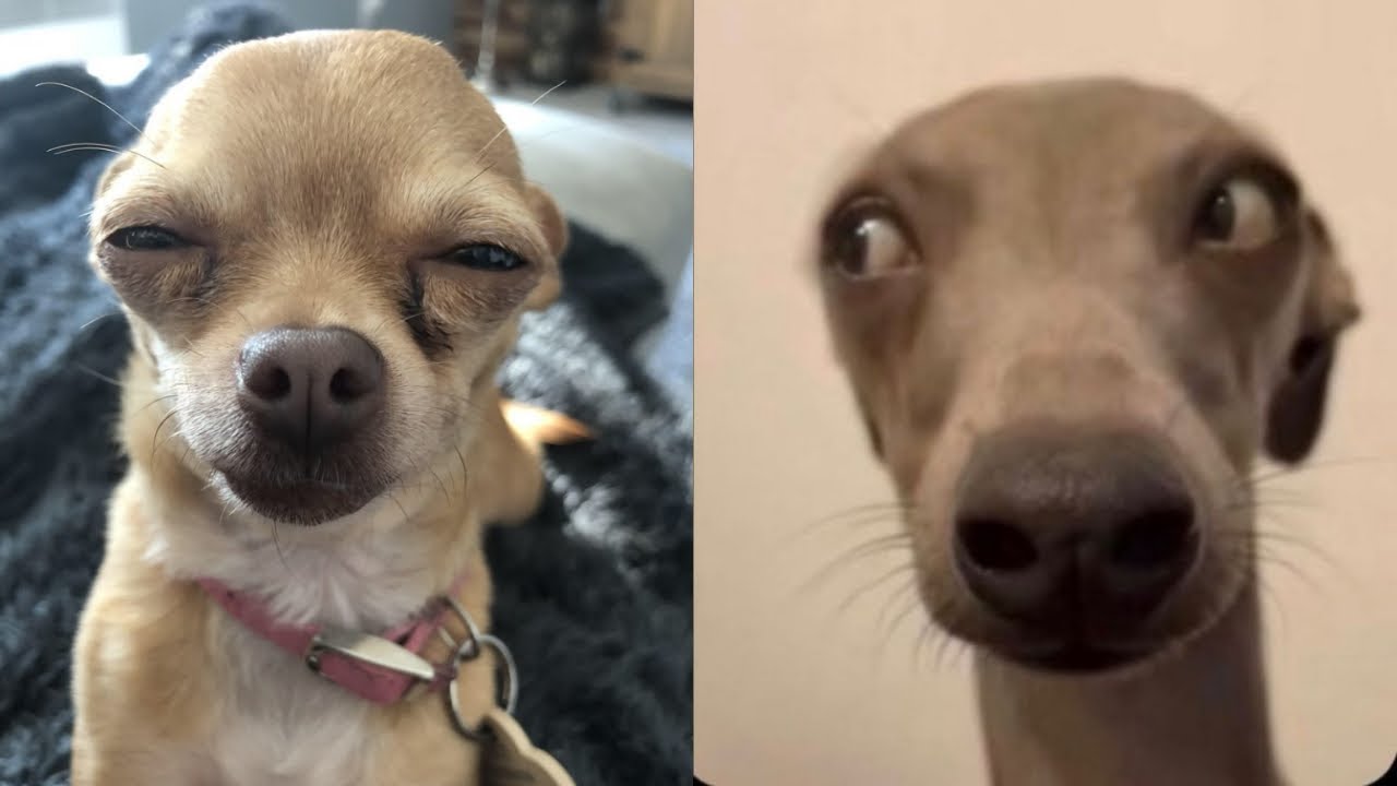 🐶🤪 Laugh Till You Cry! BEST Funny DOGS Compilation! 🔥 CUTE DOGS VIDEOS ...