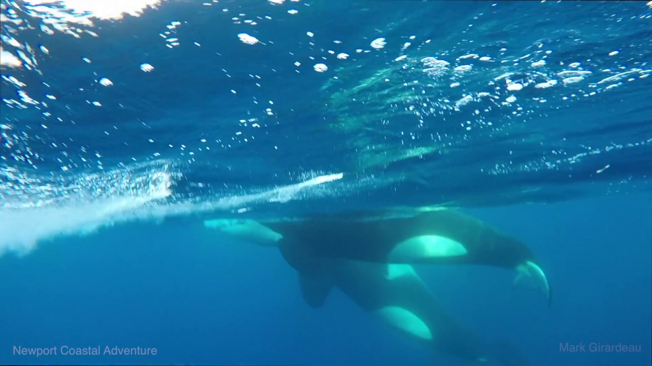 Underwater Orcas - YouTube
