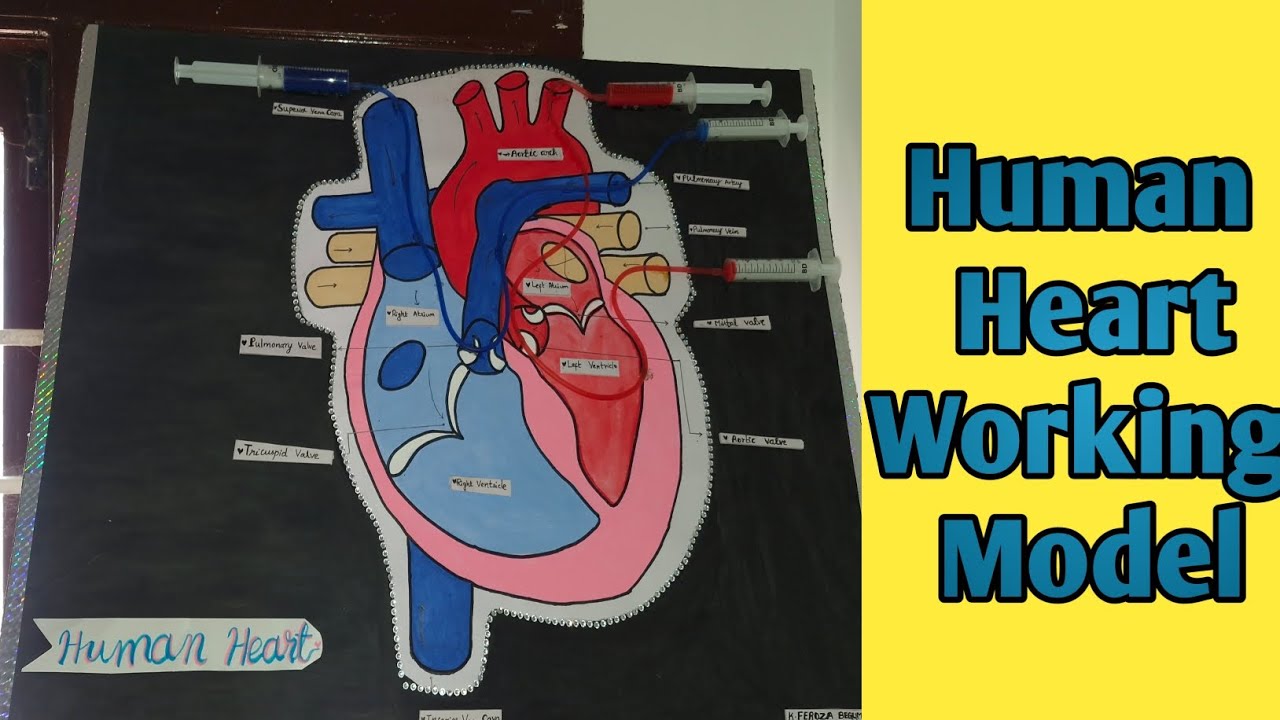 Human heart 3D working model using syringe #humanheartdiagram # ...