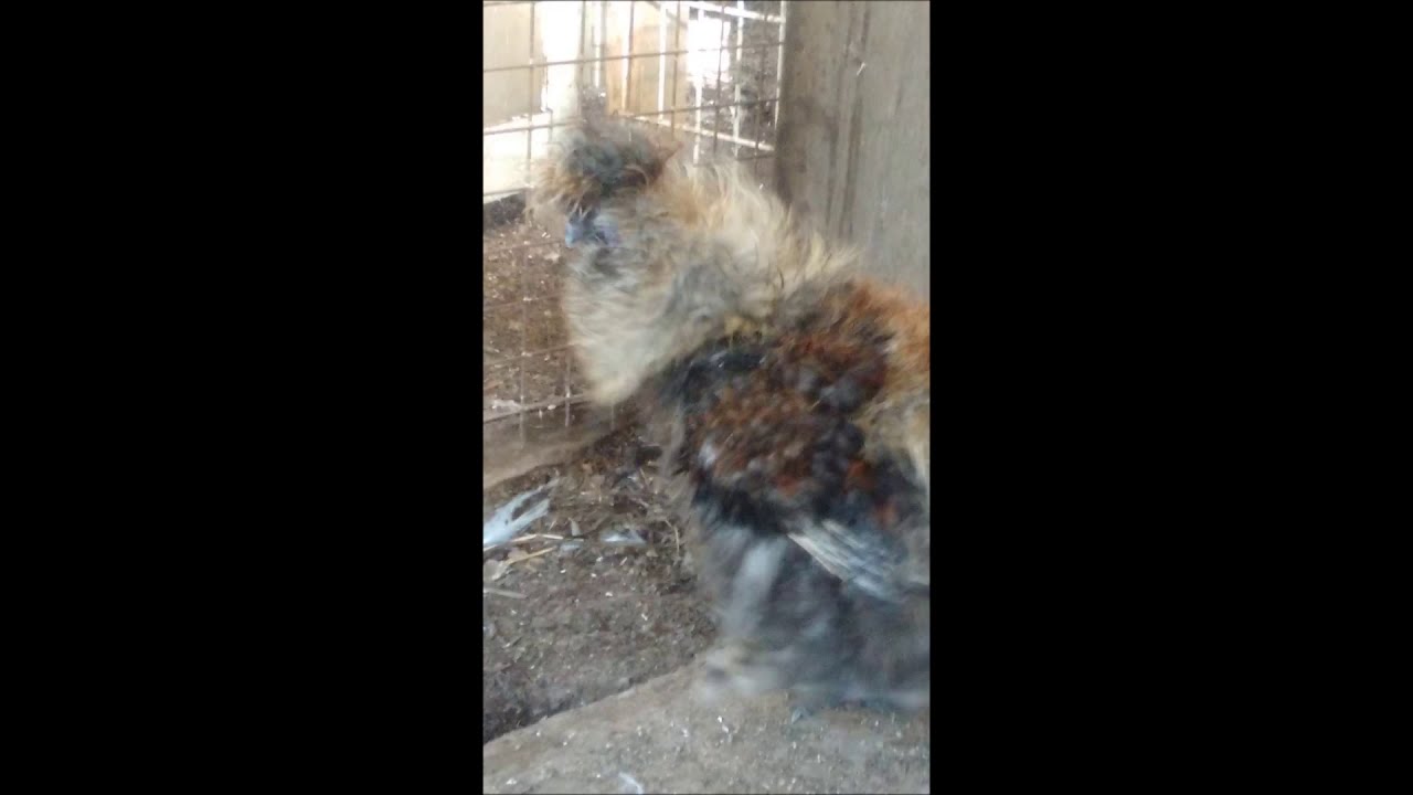 Curly chicken silky - YouTube