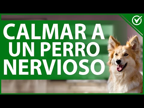 Cómo Calmar a un Perro Nervioso - Guía de Relajación para tu Perro ...