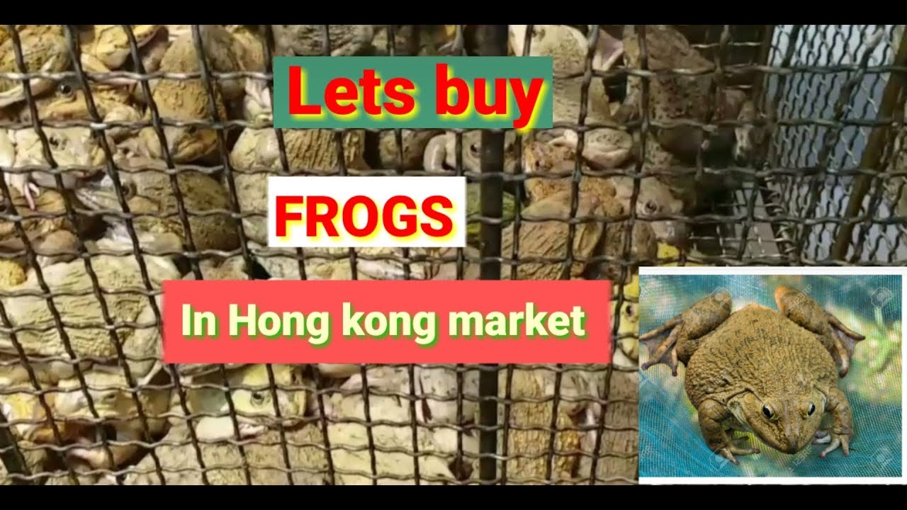 FROGS in Hong Kong market - YouTube