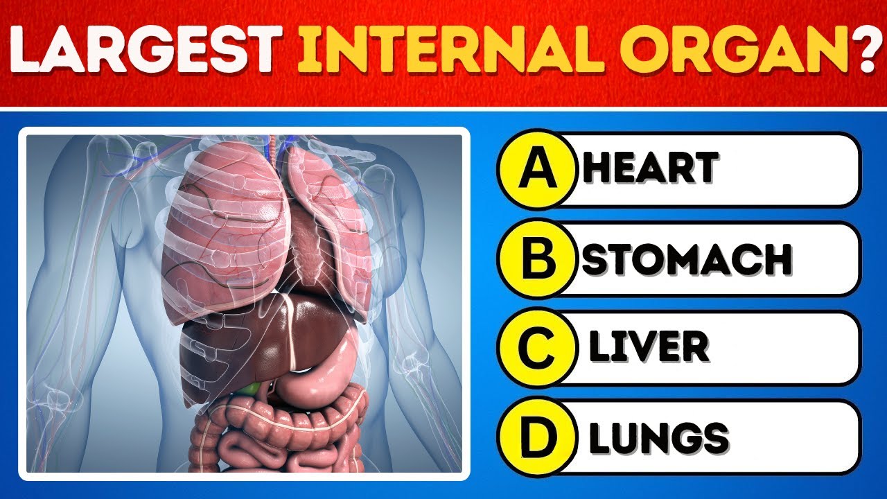 ️ 40 Human Body Quiz Questions! Anatomy & Physiology Trivia Challenge ...
