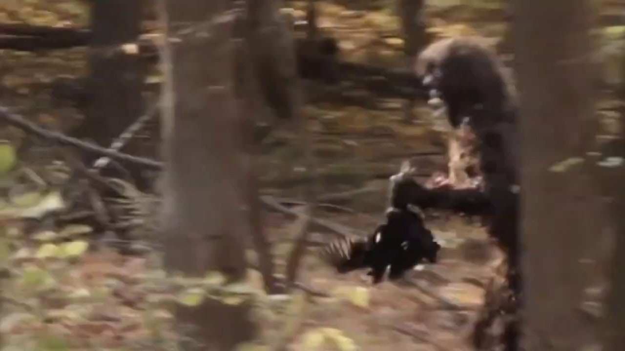 Juvenile Sasquatch stealing chicken ENHANCED VERSION Bigfoot, Sasquatch ...