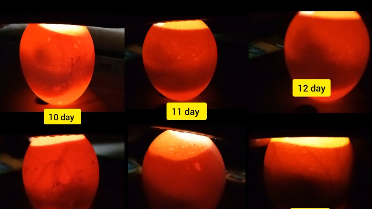 Chicken Egg 10 To 21 Day Embryonic Development. - YouTube