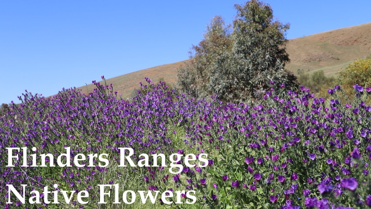 Flinders Ranges Native Flowers - YouTube