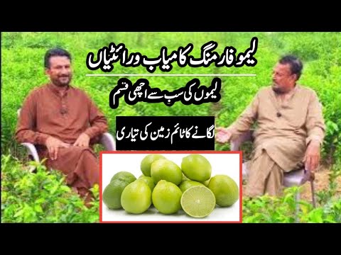 Lemon farming | Lemon plant farming in Pakistan | لیموں کا باغ لگا کر ...