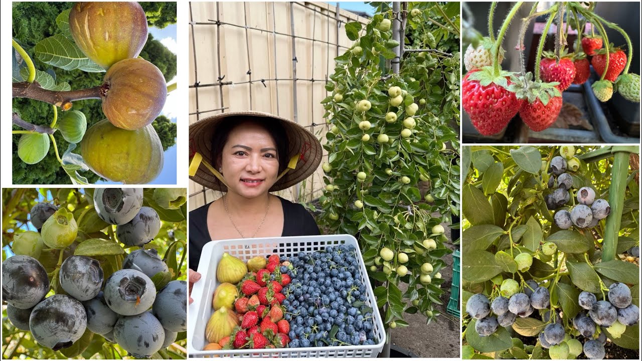 Thu hoạch đợt 3 cây blueberry quá sai trái, hái sung Mỹ, dâu tây sau ...
