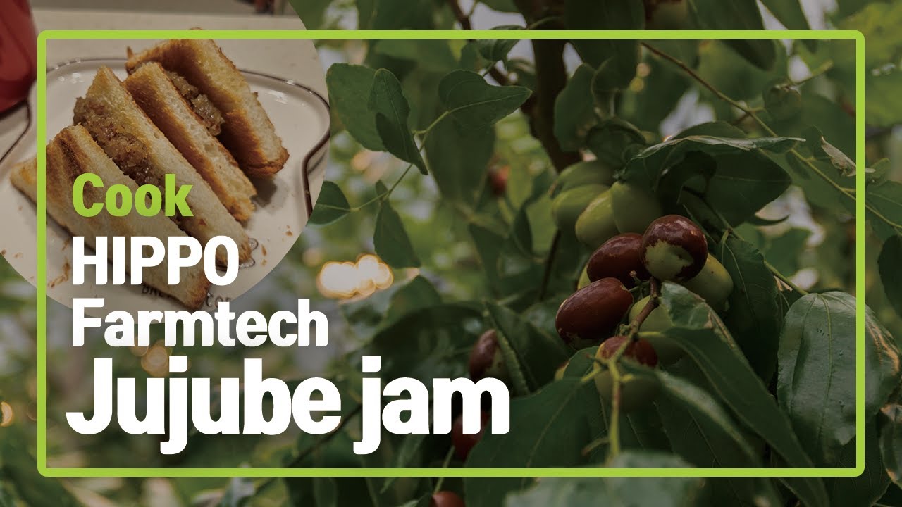Jujube Jam Recipe : Healthy & Delicious! Farmtech Cook | HIPPO Farmtech ...