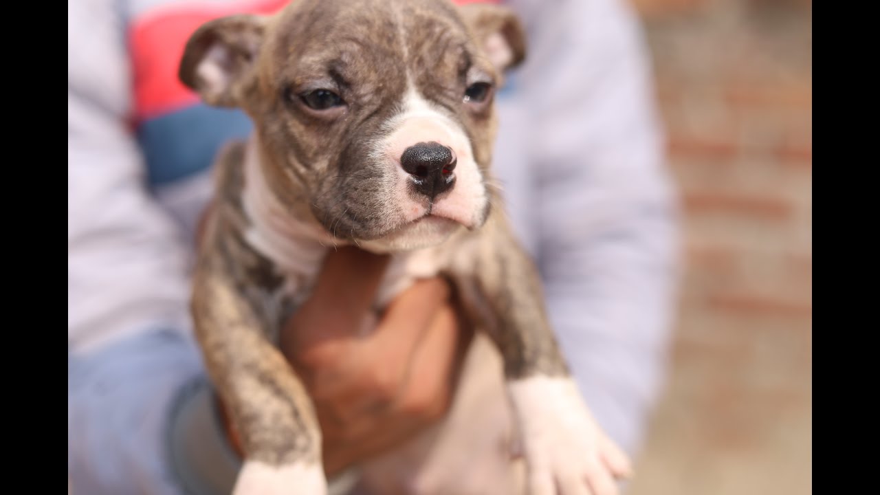 Cheapest Pitbull In Delhi | Active Pitbull For Sale | Rv Ke Pets - YouTube