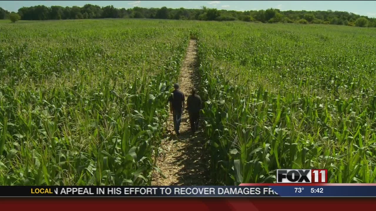 Get lost in a Simpsons themed corn maze - YouTube