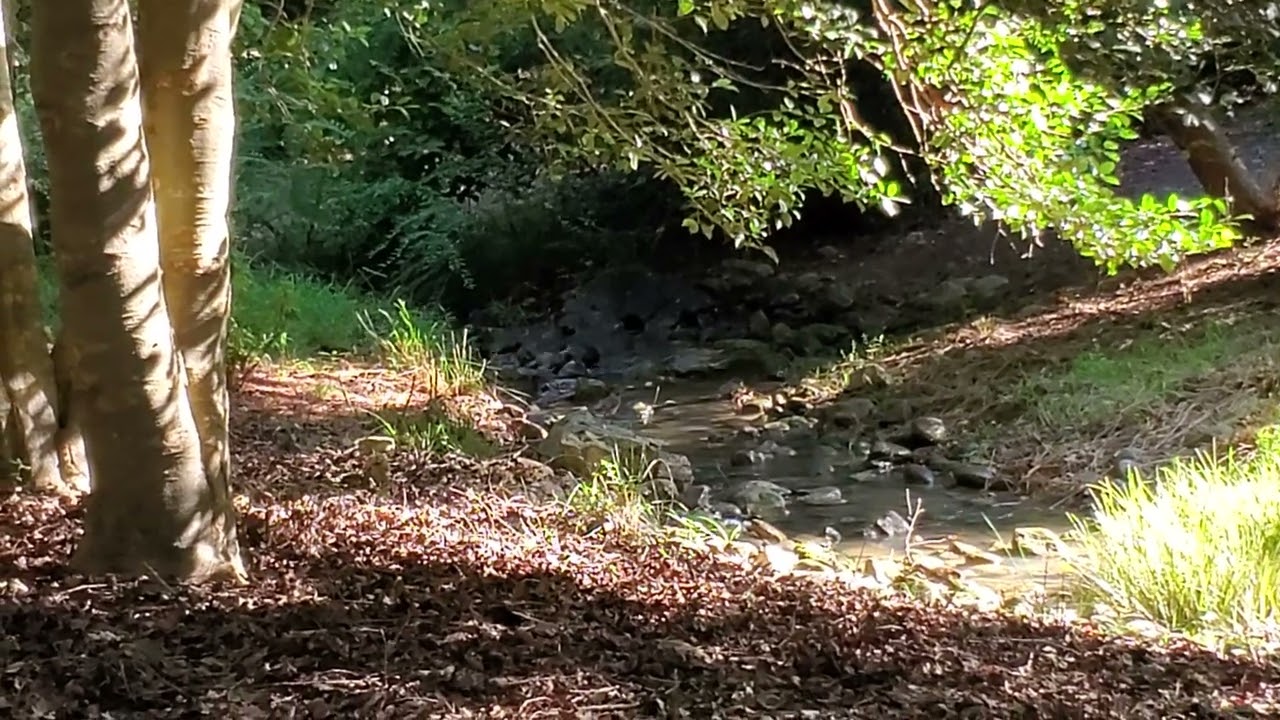 Birds playing in a brook. - YouTube