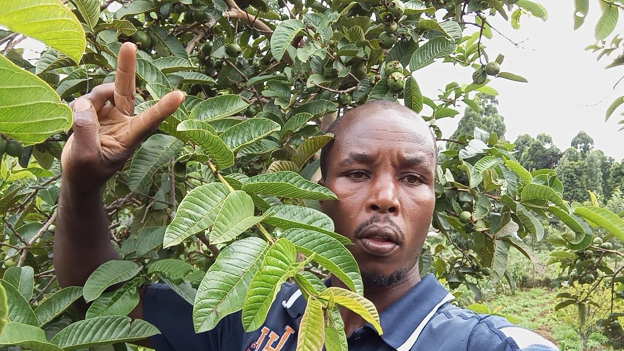 Amazing! reasons why you should take Guavas regularly or daily... - YouTube