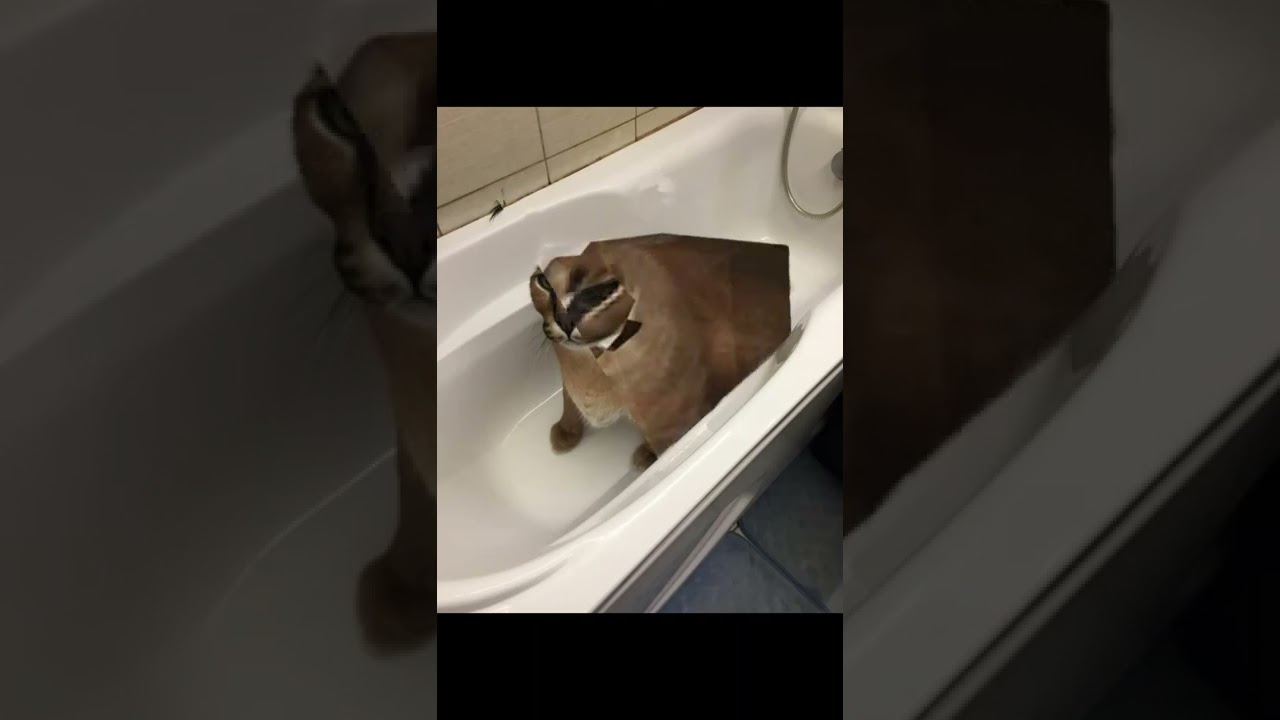 Floppa Caught In 4K Bathroom #shorts - YouTube