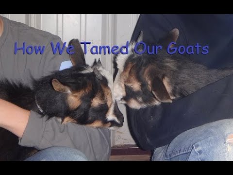 How We Tamed Our Skittish Goats - YouTube