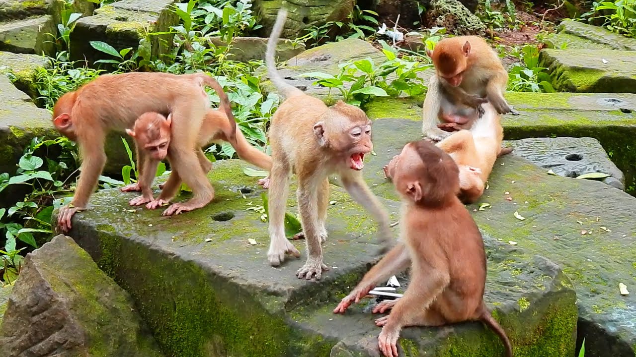 Much appreciated! All abandoned monkey they live peacefully & love each ...