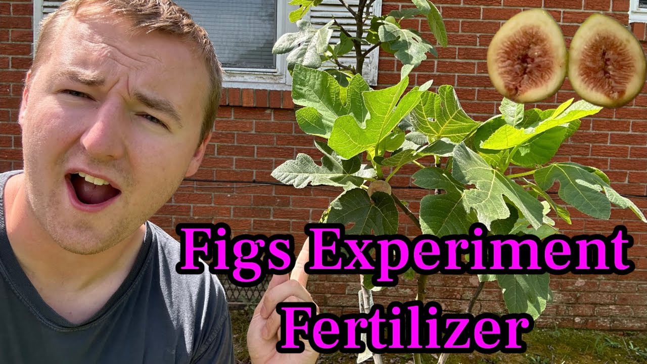 How To Fertilize Fig Trees! - YouTube