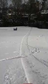 Let's go sledding - YouTube