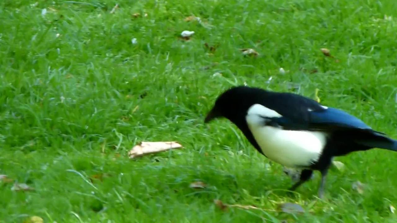 Magpie in the Royal Botanic Gardens of Edinburgh, Scotland - YouTube
