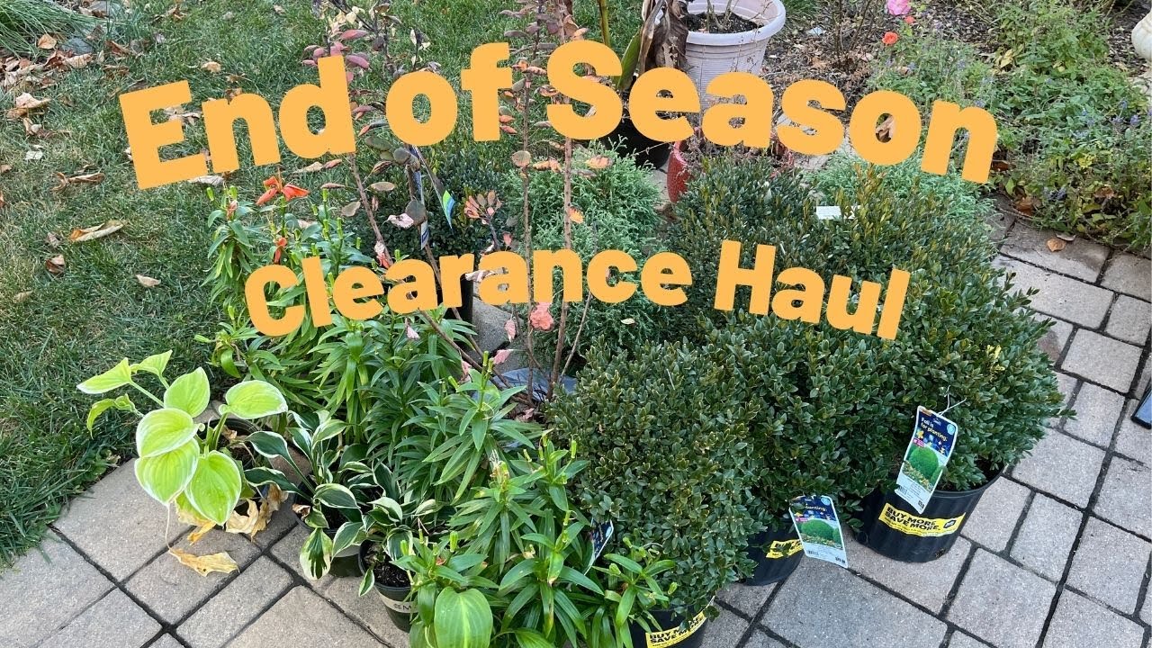 End of Season CLEARANCE PLANT HAUL from Lowes Garden Center - YouTube
