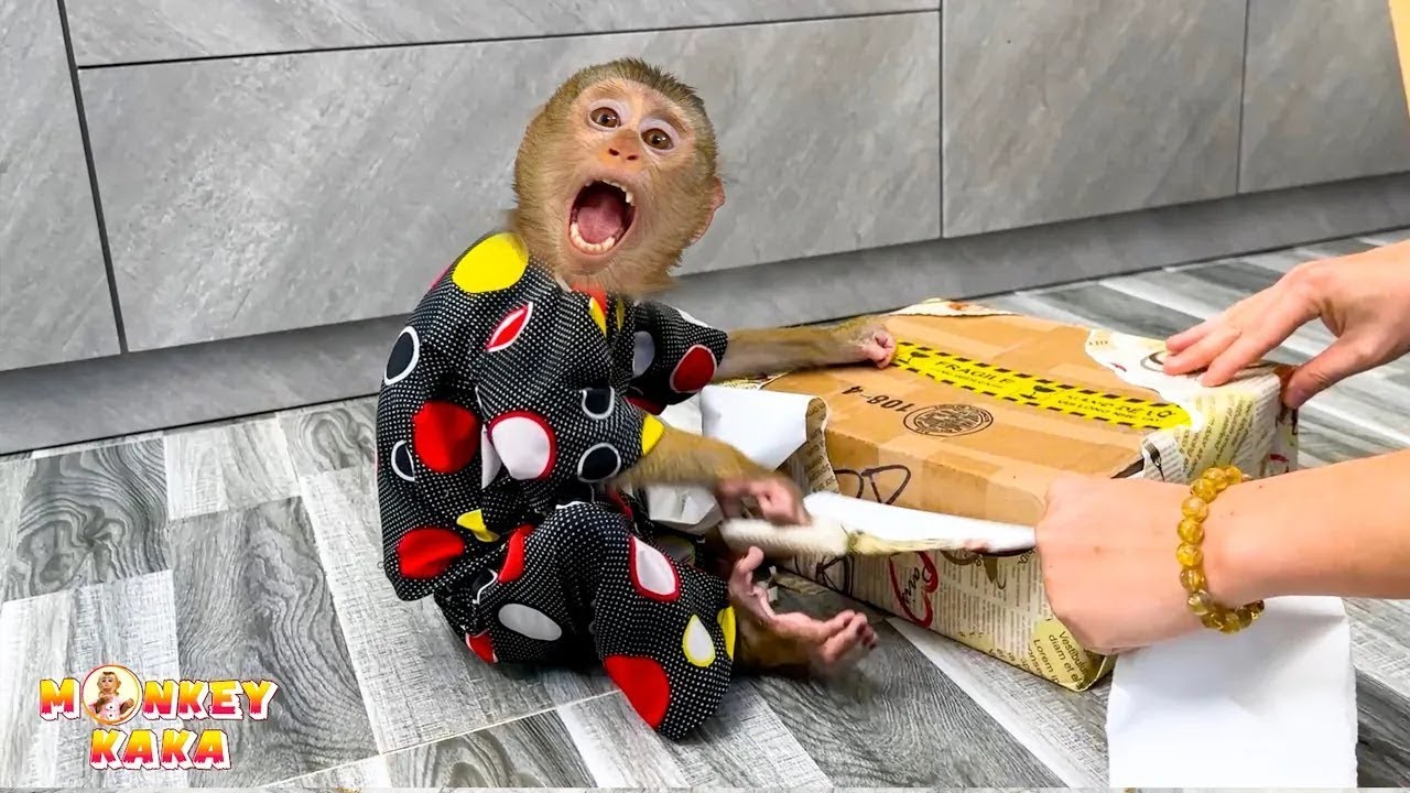 Monkey Kaka curiously asked to open the package - YouTube