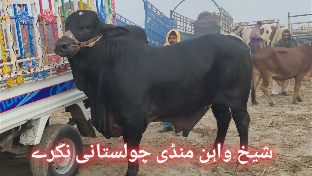 Sheikhwan Mandi Cattle Market Today Cholistani Nukray Bull (Sultan Goat ...