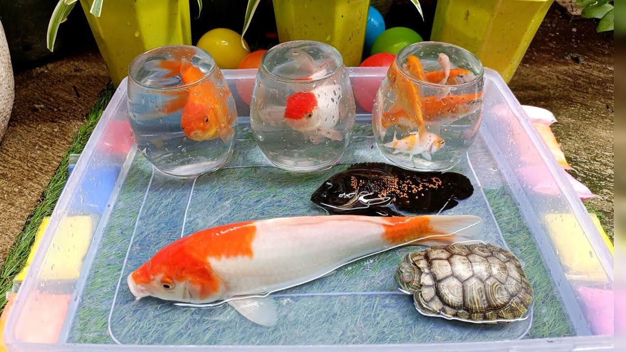 Unboxing Ikan hias, ikan cupang, Ikan Lele, ikan Koi, ikan Memphis ...