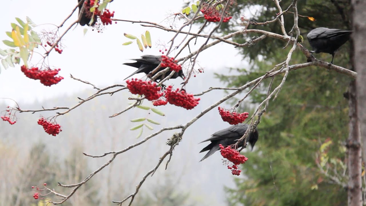 Crows eating Mountain Ash fruits (Sorbus aucuparia) - YouTube