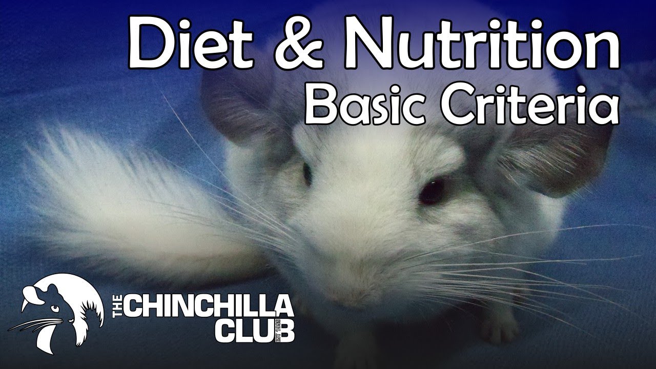 Chinchilla Diet and Nutrition - Basic Criteria (Video 1) - YouTube