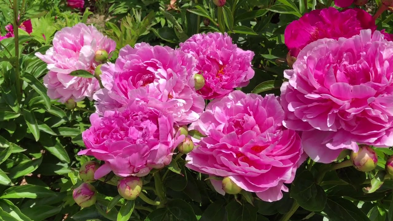 Top most beautiful peonies- 2020 - YouTube