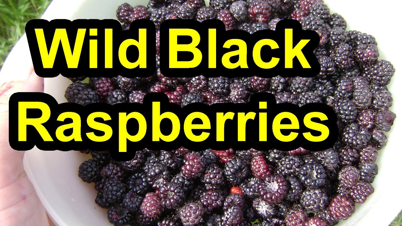 Black Raspberries
