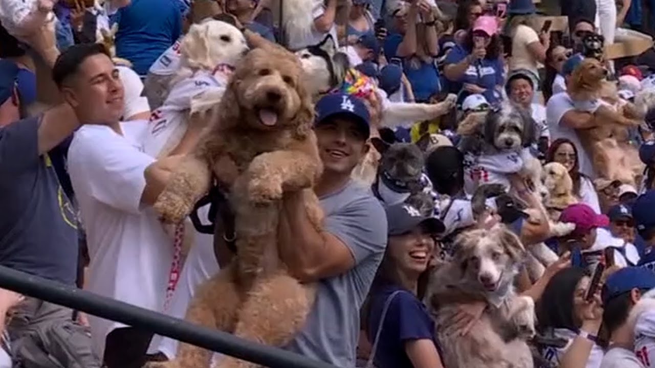 DOGGY DANCE PARTY 🐶 The Dodgers' awesome activity in-between innings ...